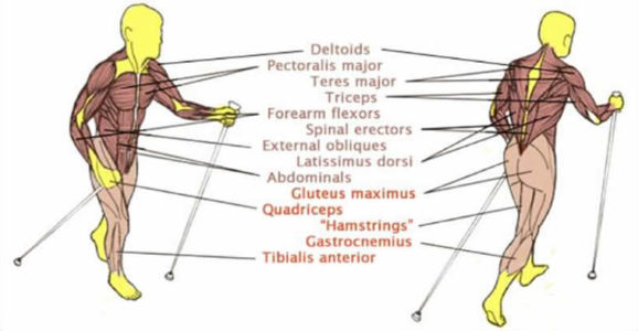 Program Idea: Nordic Walking – Life In Full Recreation Therapy